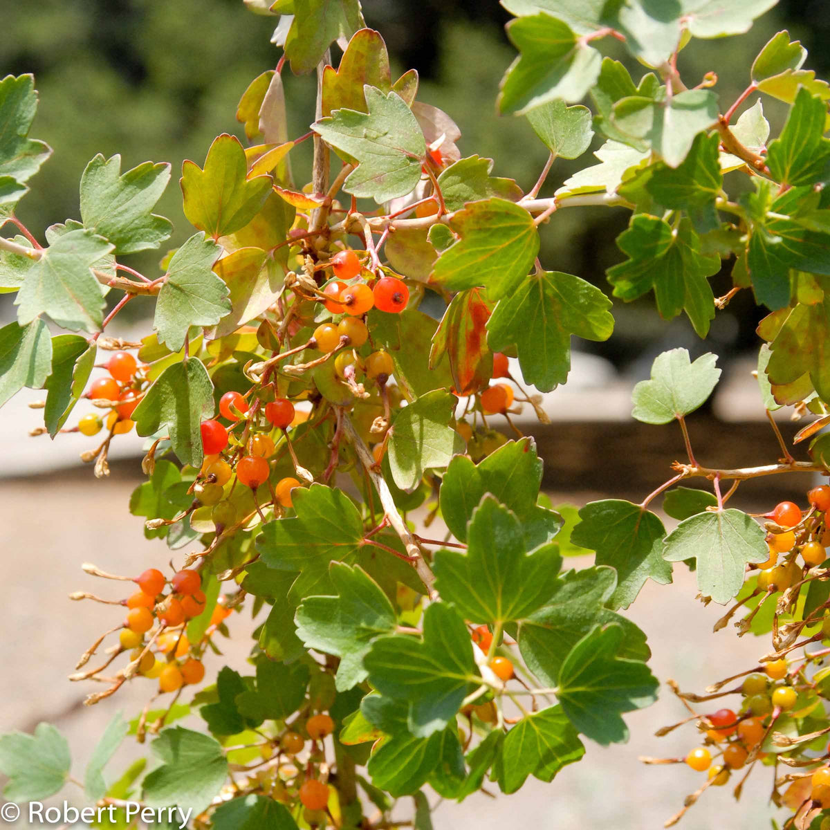 Golden Currant – Southern Idaho Landscape Center