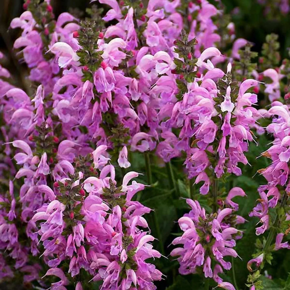Fashionista Pretty in Pink Salvia (Meadow Sage) – Southern Idaho ...
