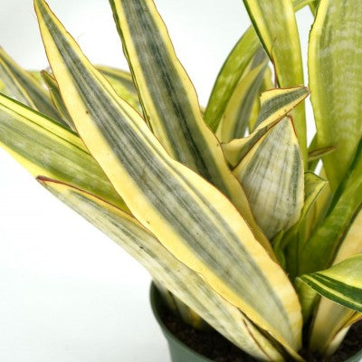 Sansevieria aubrytiana 'Lauren' (Snake Plant) – Southern Idaho ...