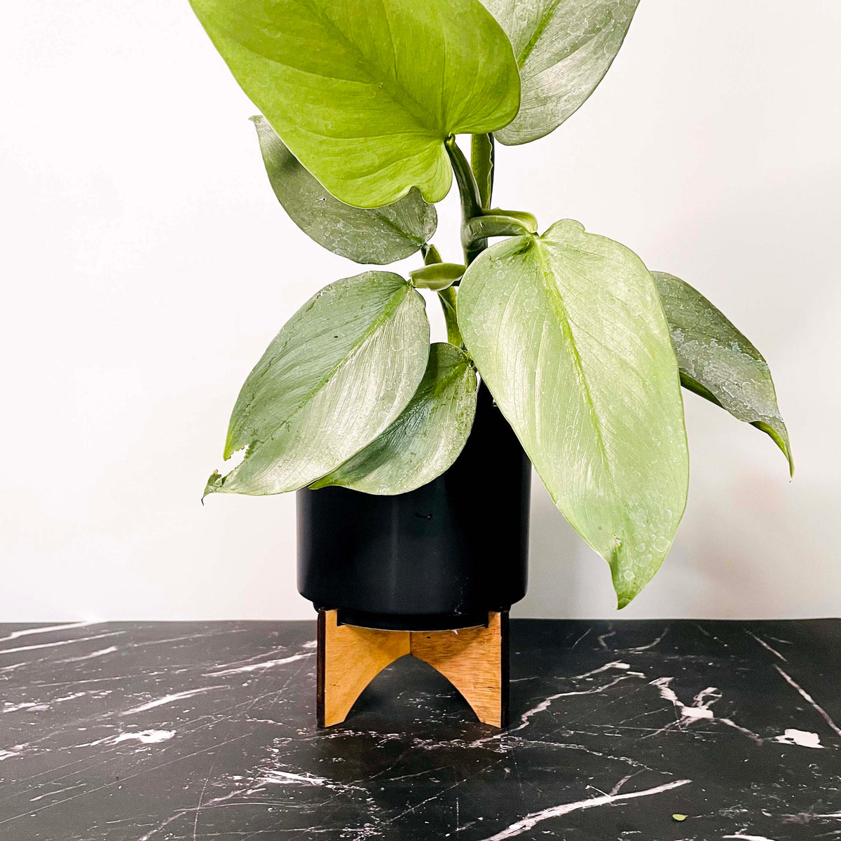 Philodendron hastatum 'Silver Sword' – Southern Idaho Landscape Center