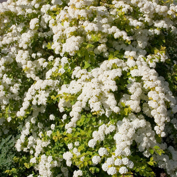 Firegold Spirea – Southern Idaho Landscape Center