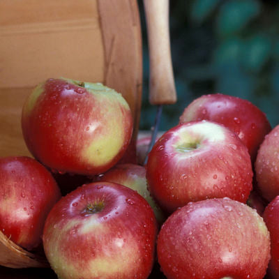 State Fair Apple Tree – Southern Idaho Landscape Center