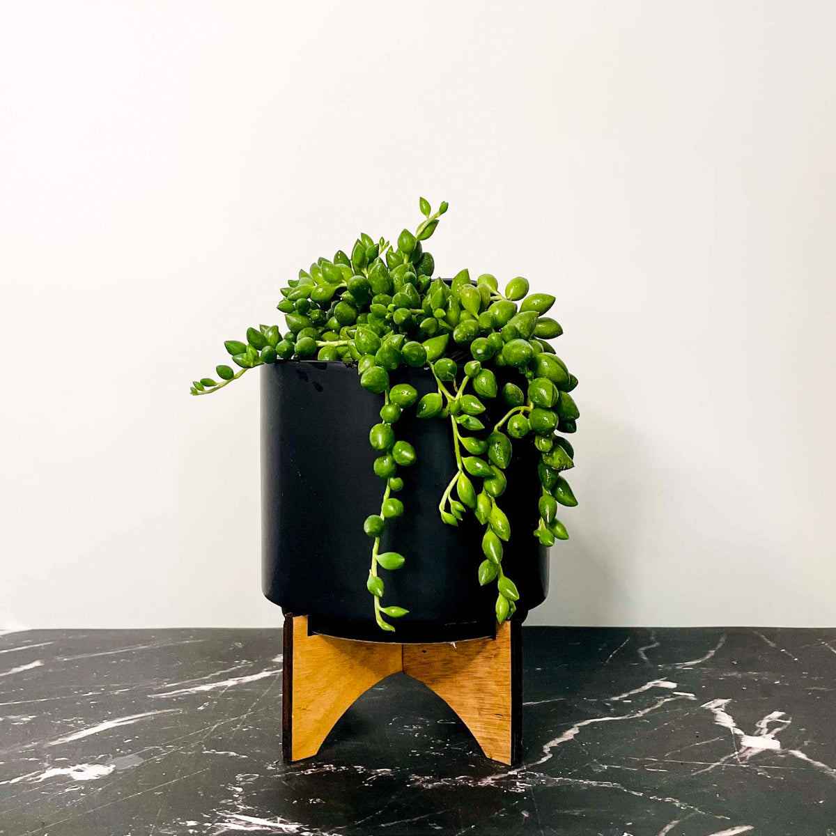 Senecio herreianus (String of Tears) – Southern Idaho Landscape Center