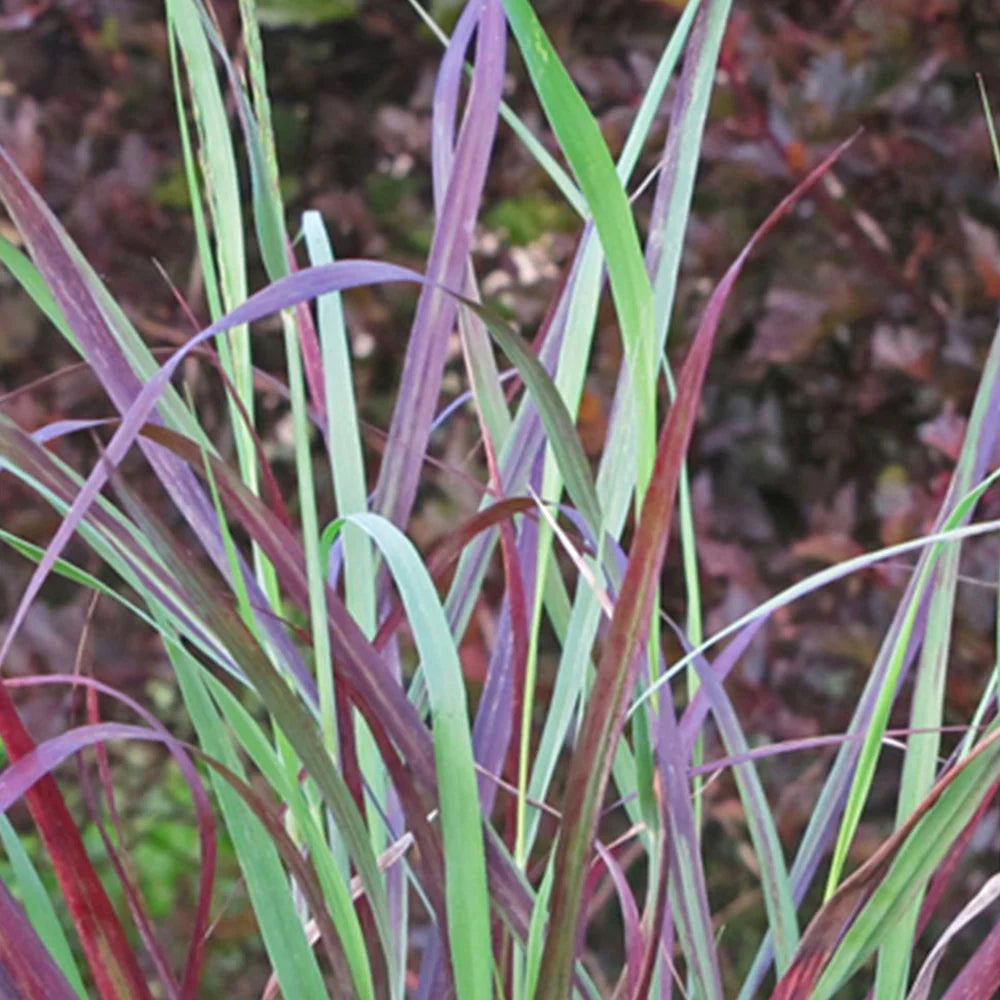 Ruby Ribbons Panicum (Switchgrass) – Southern Idaho Landscape Center