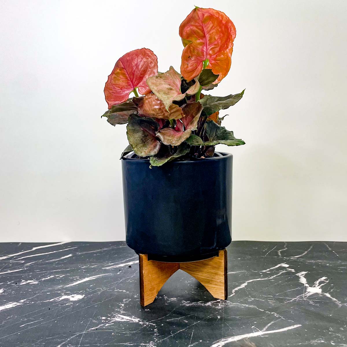 Syngonium podophyllum ‘Orm Nak Red’ – Southern Idaho Landscape Center