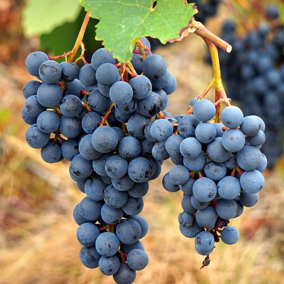 Vanessa Red Seedless Grape Plant – Southern Idaho Landscape Center