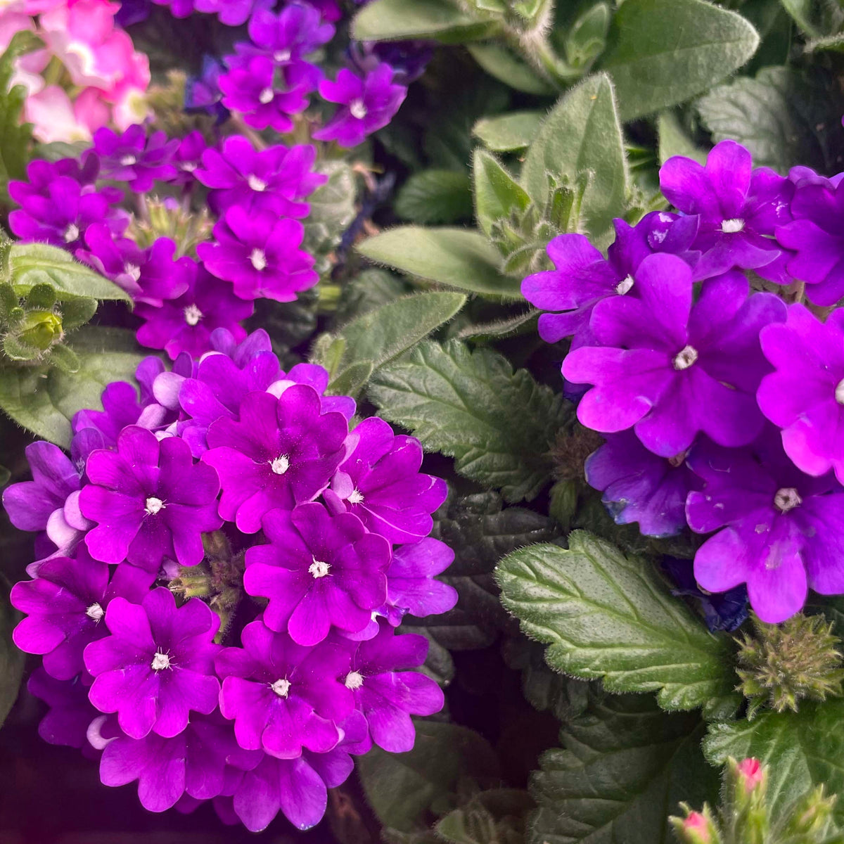 Firehouse Grape Verbena – Southern Idaho Landscape Center