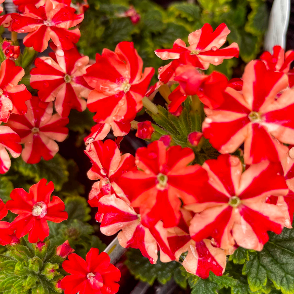 Firehouse Peppermint Verbena – Southern Idaho Landscape Center