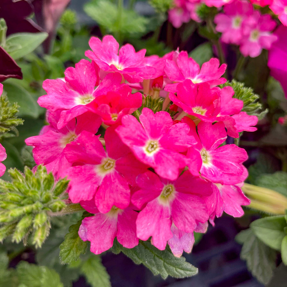 Firehouse Pink Verbena – Southern Idaho Landscape Center