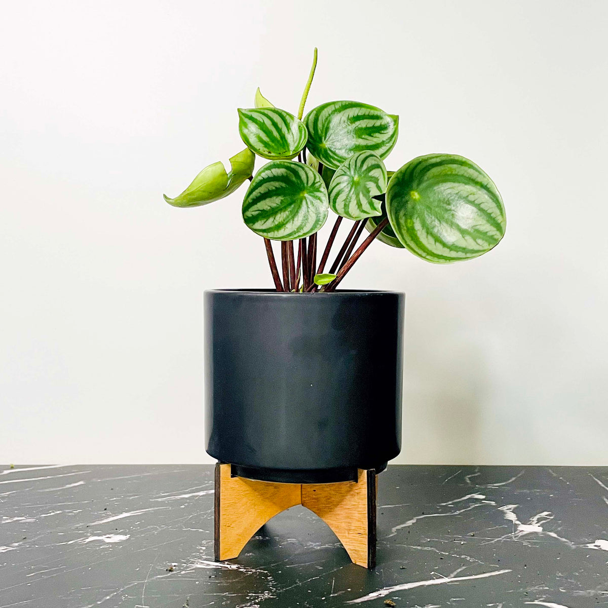 Watermelon Peperomia – Southern Idaho Landscape Center