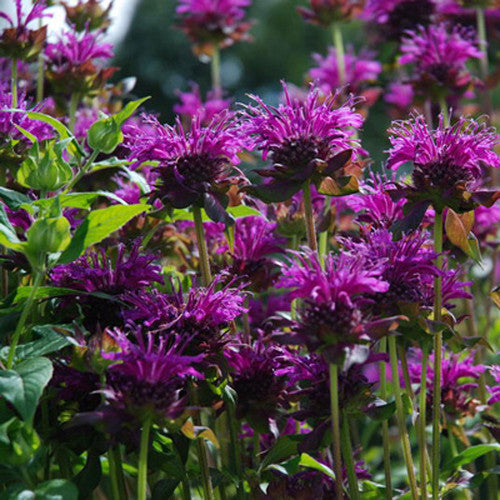 Bee You Bee Monarda (Bee Balm) – Southern Idaho Landscape Center