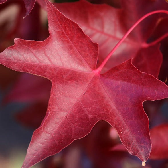 Ruby Sunset Maple Tree – Southern Idaho Landscape Center