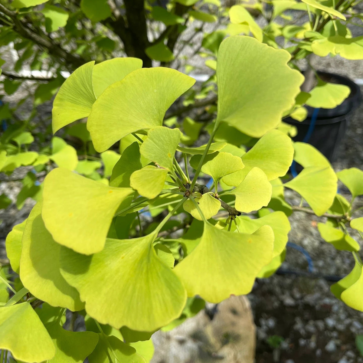 Chi-Chi Ginkgo Tree (Dwarf Maidenhair Tree) – Southern Idaho Landscape ...