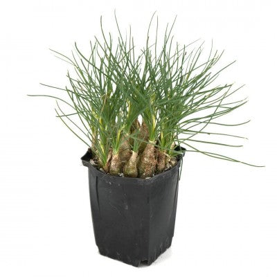 Albuca polyphylla 'Augrabies Hills' – Southern Idaho Landscape Center