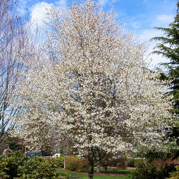 Spring Flurry Serviceberry Tree – Southern Idaho Landscape Center