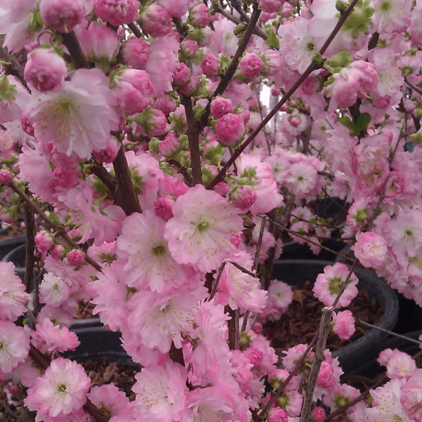 Double Flowering Plum – Southern Idaho Landscape Center