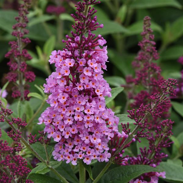 Chrysalis Pink Butterfly Bush – Southern Idaho Landscape Center