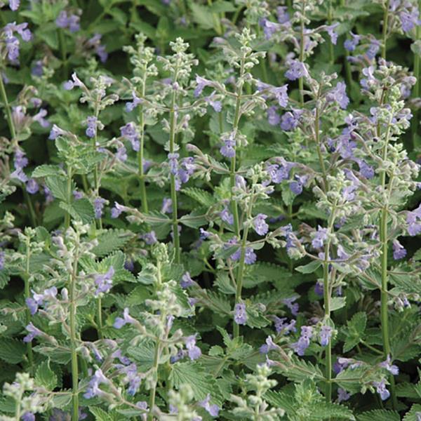 Dropmore Nepeta (Catmint) – Southern Idaho Landscape Center