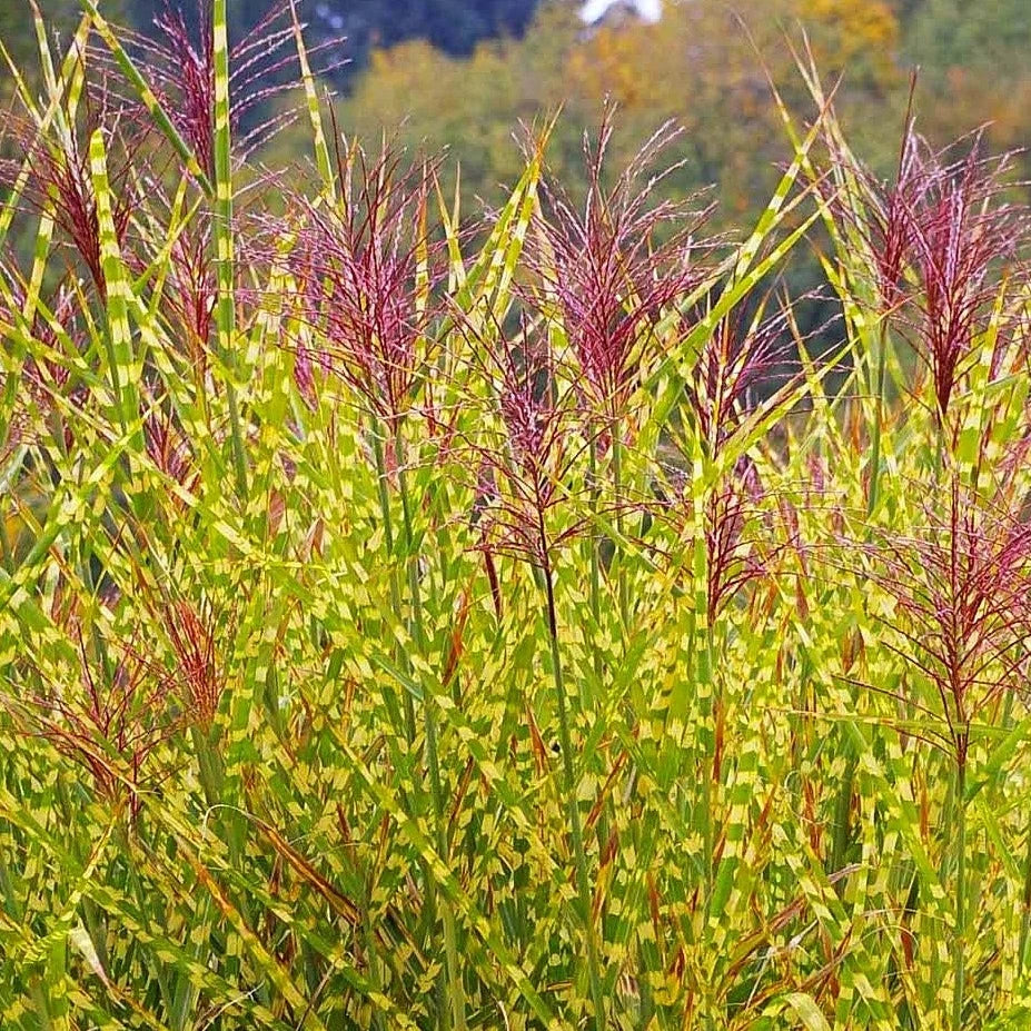 Gold Breeze Miscanthus (Zebra Grass) – Southern Idaho Landscape Center