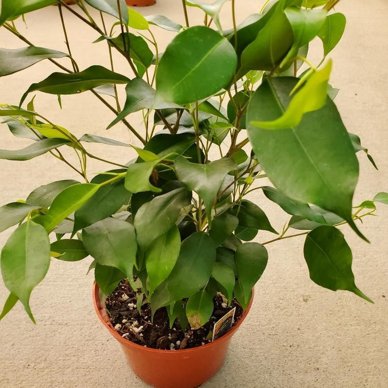 Ficus benjamina - Weeping Fig – Southern Idaho Landscape Center