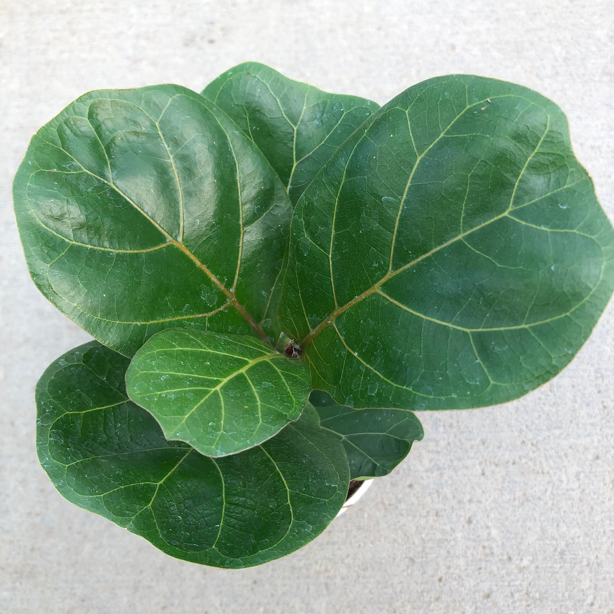 Ficus lyrata - Fiddle Leaf Fig – Southern Idaho Landscape Center