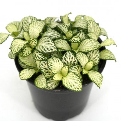 Fittonia 'White Tiger' (Nerve Plant) – Southern Idaho Landscape Center
