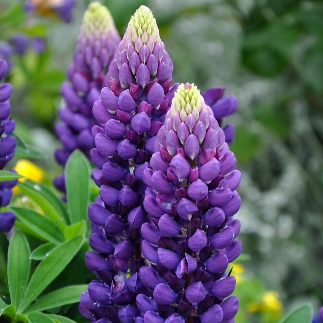 Staircase Blue Lupine – Southern Idaho Landscape Center