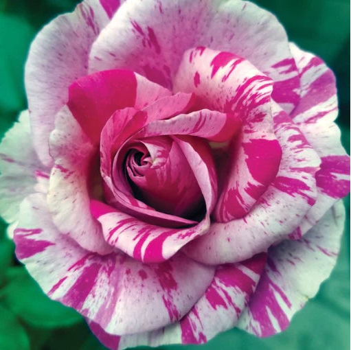 Fly So High Climbing Rose - 3 Gallon Growers Pot – Southern Idaho ...