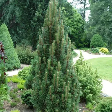 Frank's Columnar Austrian Pine Tree – Southern Idaho Landscape Center