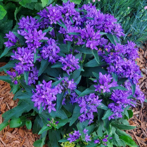 Freya Campanula (Clustered Bellflower) – Southern Idaho Landscape Center