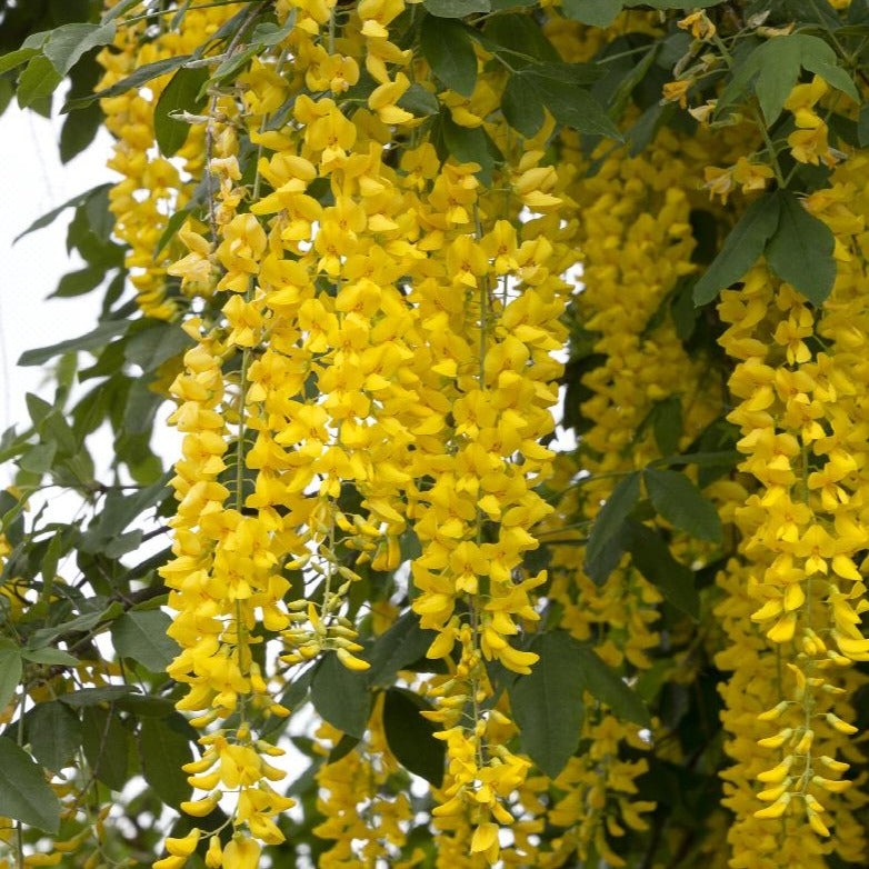 Golden Chain Tree – Southern Idaho Landscape Center