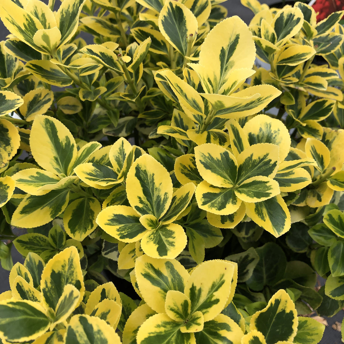 Gold Splash Euonymus (Wintercreeper) – Southern Idaho Landscape Center