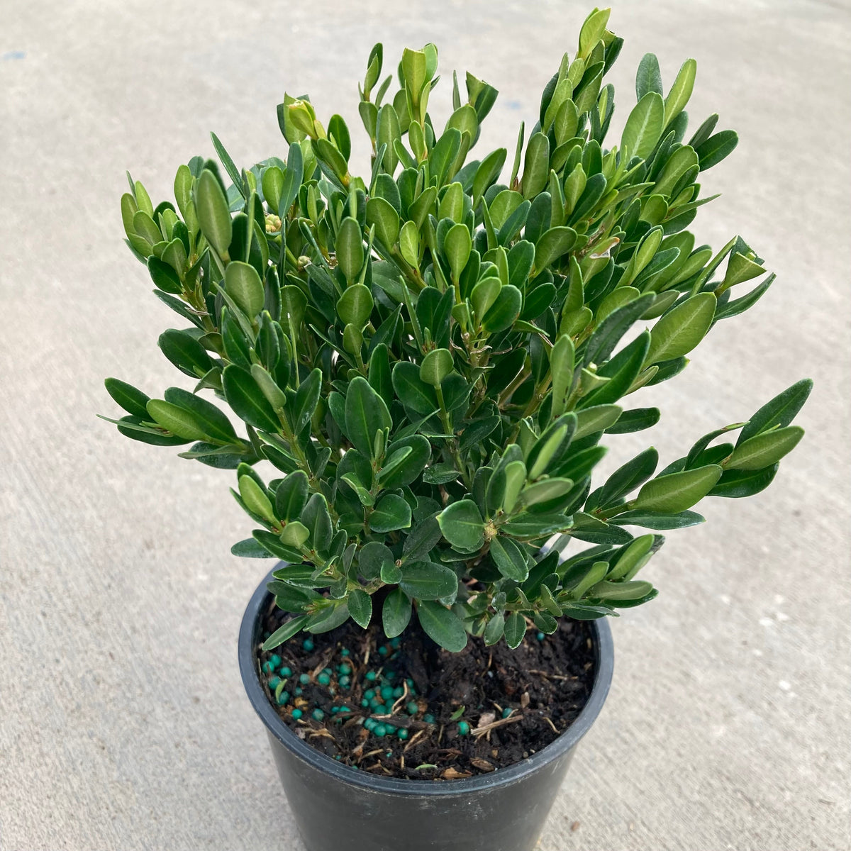 Justin Brouwers Boxwood, Landscape Plant – Southern Idaho Landscape Center