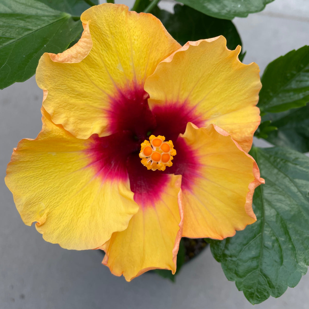 Hollywood Rico Suave Tropical Hibiscus Plant – Southern Idaho Landscape ...