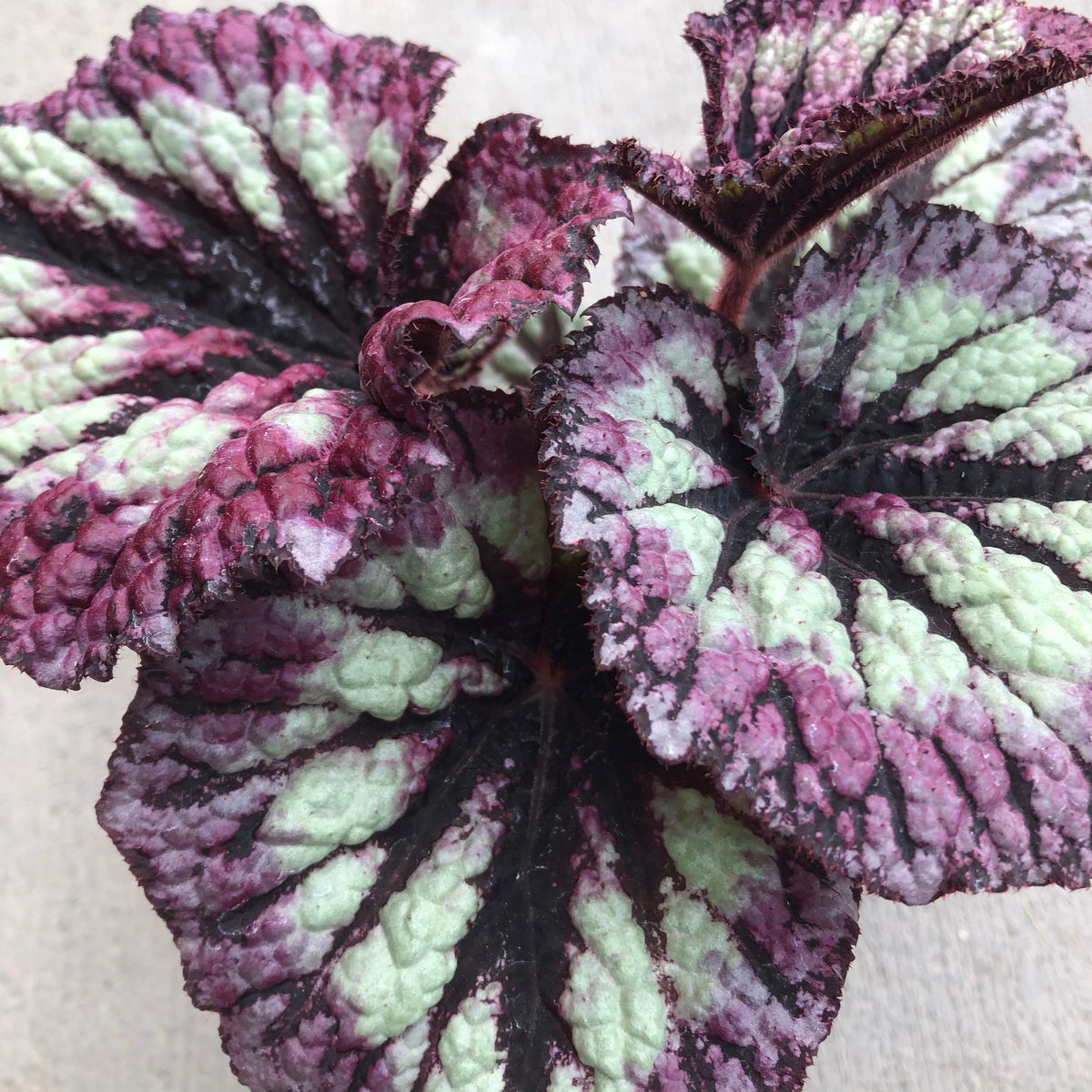 Begonia 'Fireworks' – Southern Idaho Landscape Center
