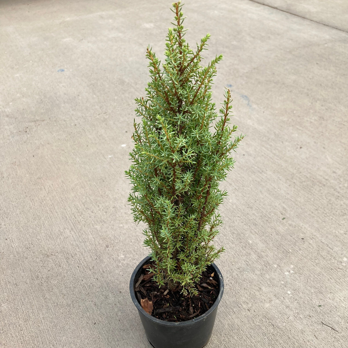 Miniature Common Juniper, Landscape Plant, Bonsai Starter Plant ...