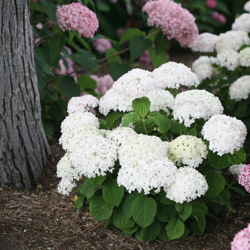 Invincibelle Wee White Smooth Hydrangea – Southern Idaho Landscape Center