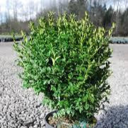 Julie Jane Boxwood – Southern Idaho Landscape Center