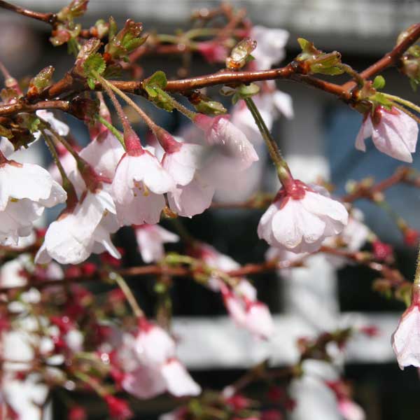 Little Twist Fuji Cherry Tree – Southern Idaho Landscape Center