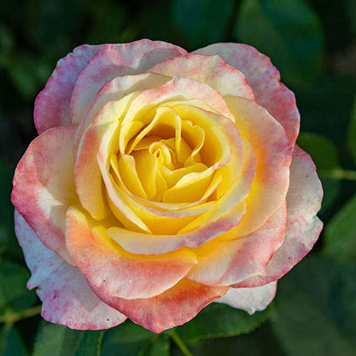Make Me Blush Hybrid Tea Rose – Southern Idaho Landscape Center