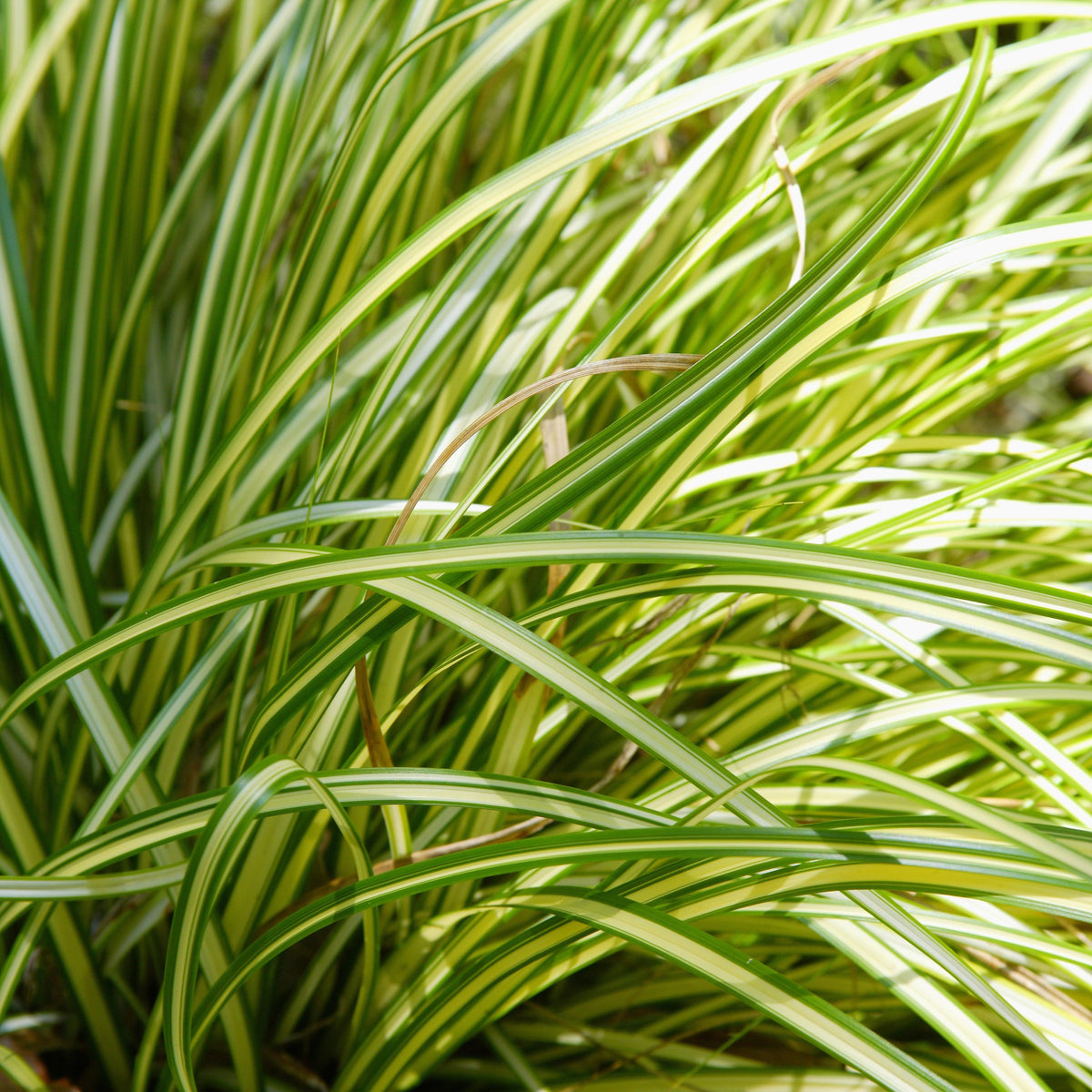 Moon Falls Carex (Sedge Grass) – Southern Idaho Landscape Center