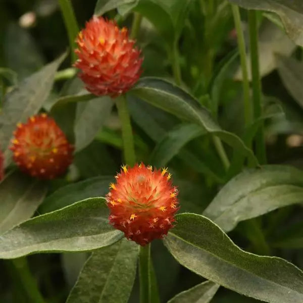 Qis Orange Gomphrena (Globe Amaranth) – Southern Idaho Landscape Center