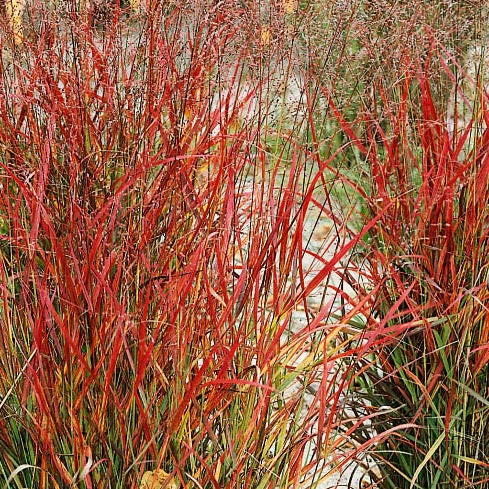 Red Sunset Panicum (Switchgrass) – Southern Idaho Landscape Center