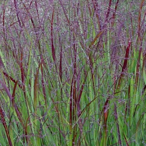Prairie Sky Panicum (Switchgrass) – Southern Idaho Landscape Center