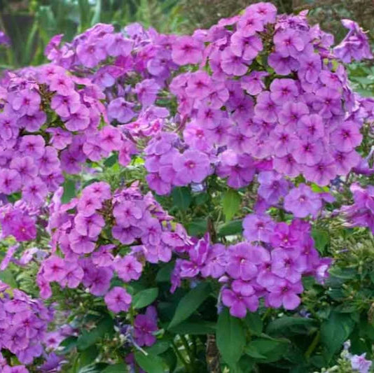Flame Purple Garden Phlox – Southern Idaho Landscape Center
