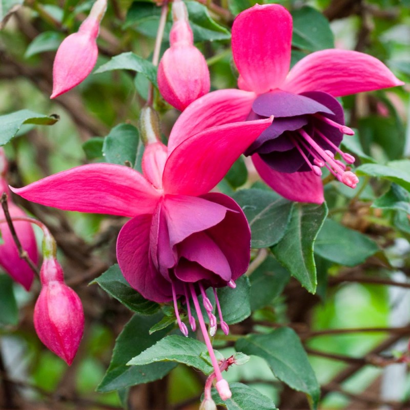 President George Bartlett Fuchsia – Southern Idaho Landscape Center