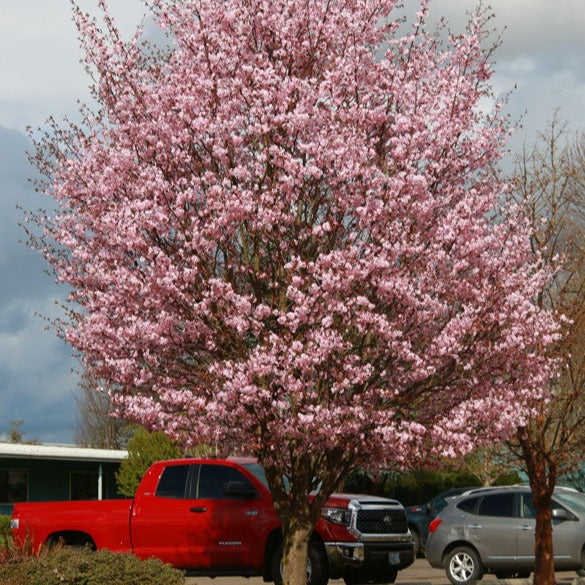 Pink Flair Cherry Tree – Southern Idaho Landscape Center