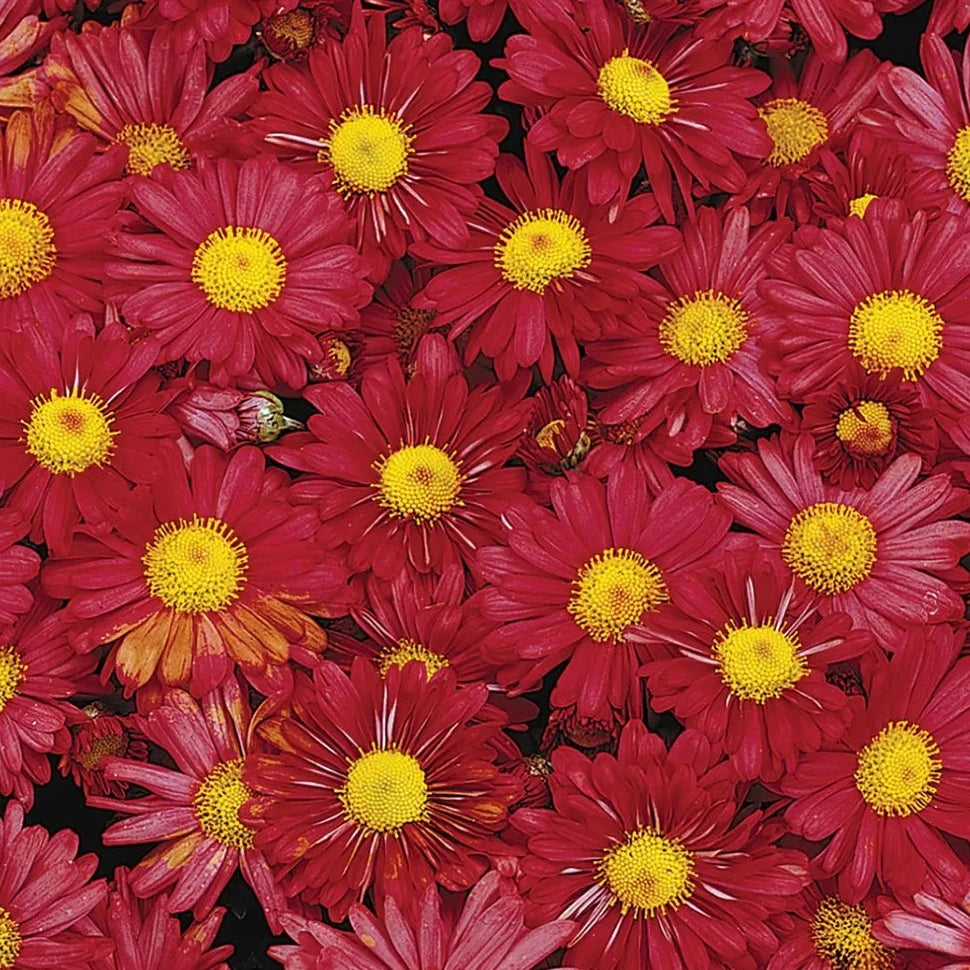 Mammoth Red Daisy Chrysanthemum (Hardy Mum) – Southern Idaho Landscape ...