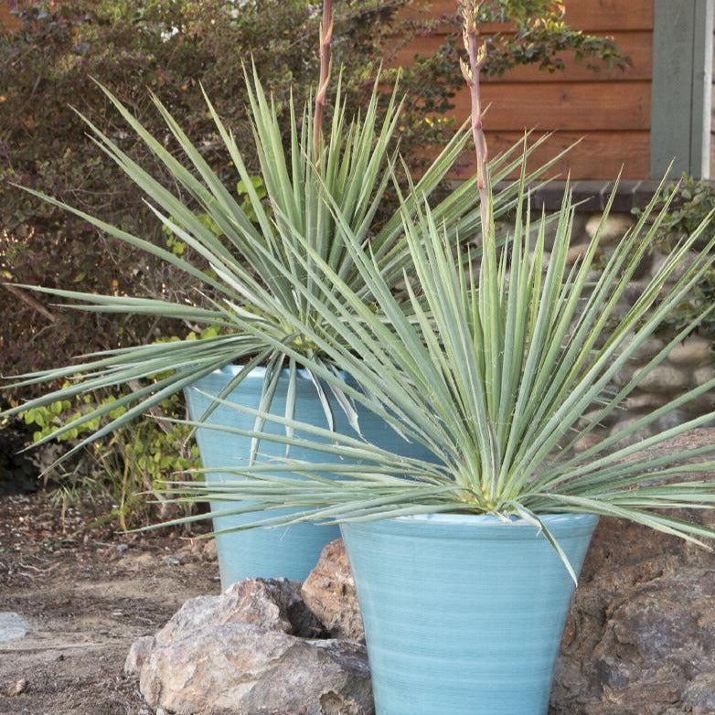 Ivory Tower Yucca (Adam's Needle) – Southern Idaho Landscape Center