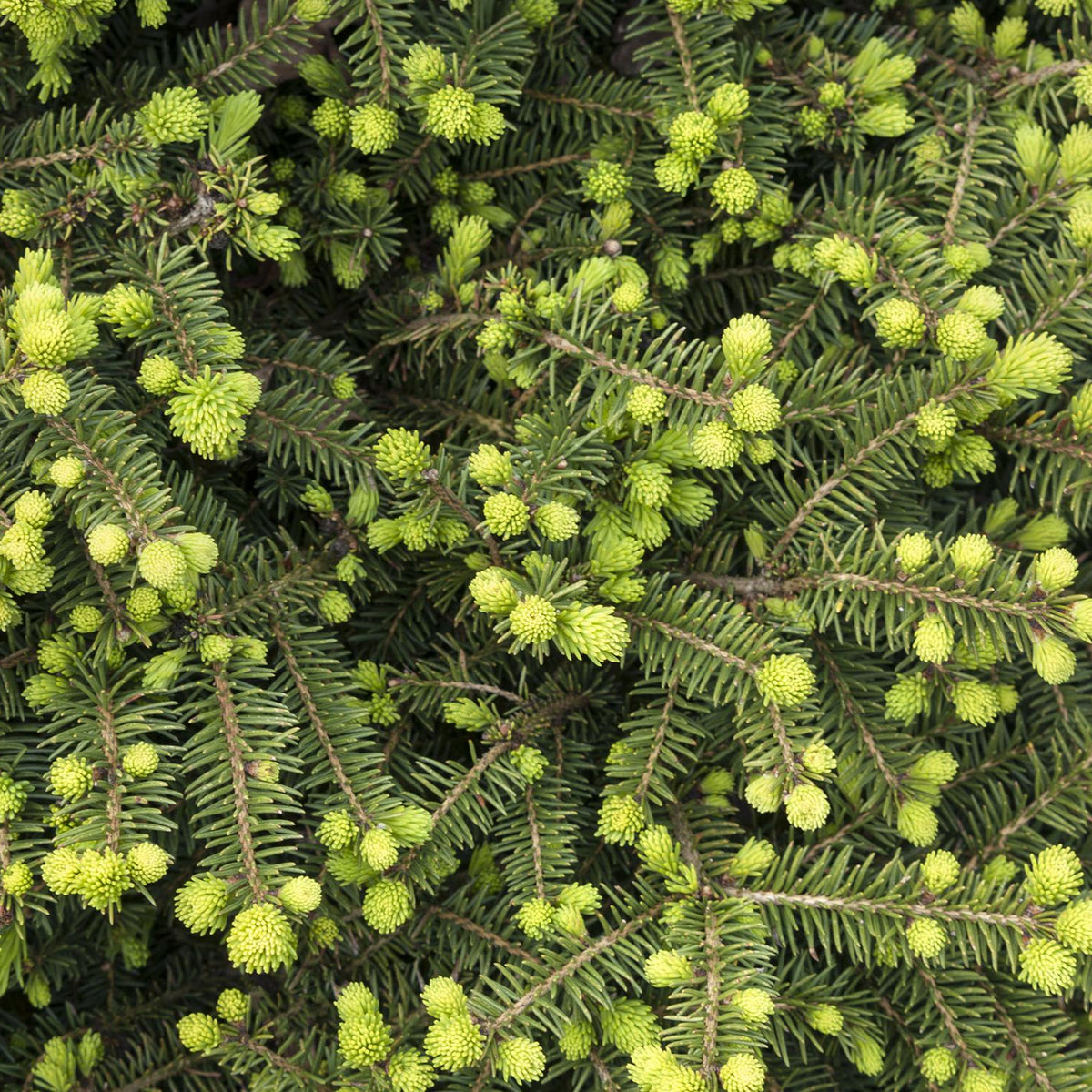 Dwarf Norway Spruce – Southern Idaho Landscape Center